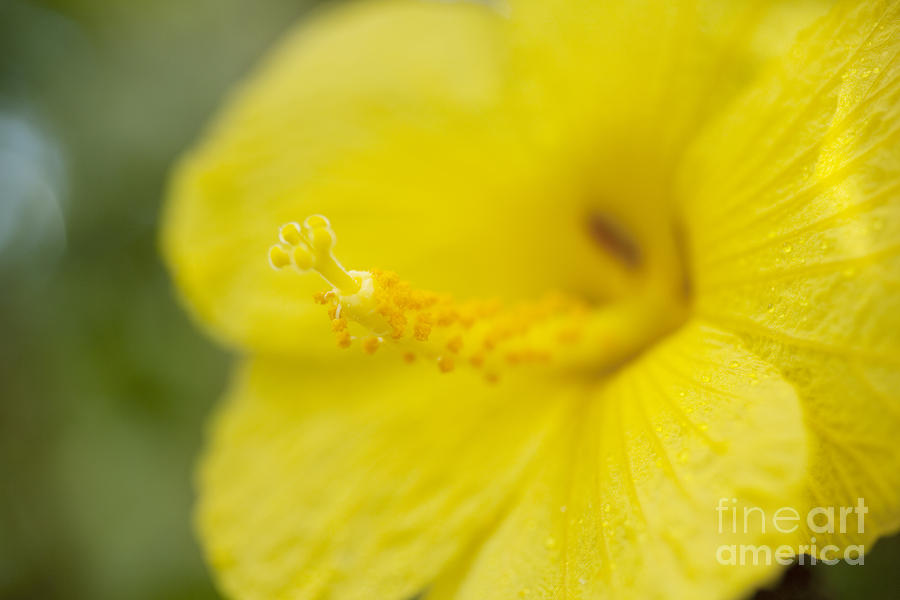 Native Hawaiian Yellow Hibiscus Photograph by Charmian Vistaunet - Fine ...