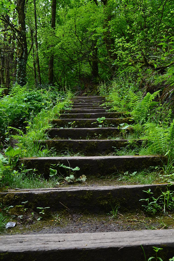Nature Taking the Stairs Photograph by Janine Vanderhoff - Pixels