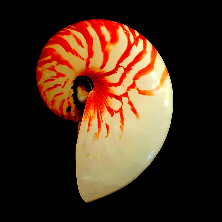 Nautilus Shell Photograph by Colin Drysdale - Fine Art America