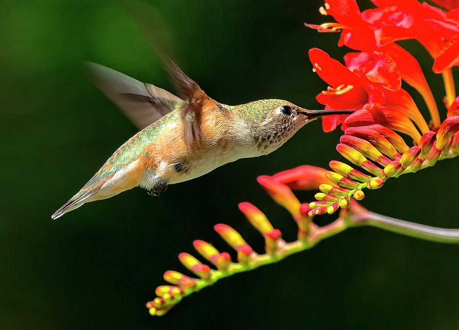 Nectar Time Photograph by Sheldon Bilsker - Fine Art America