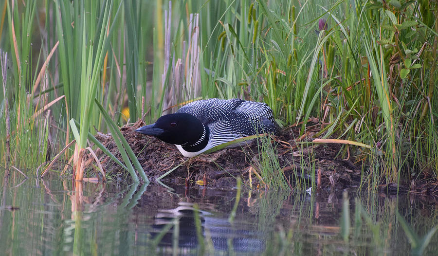 Nesting Loon Photograph by Jan Mulherin | Fine Art America