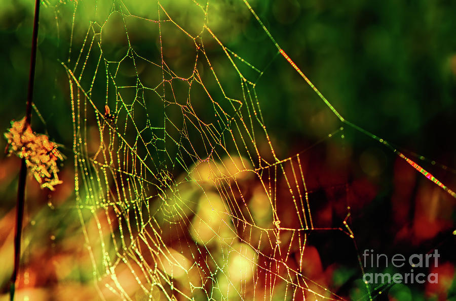 Spider net Photograph by Viktor Birkus - Pixels