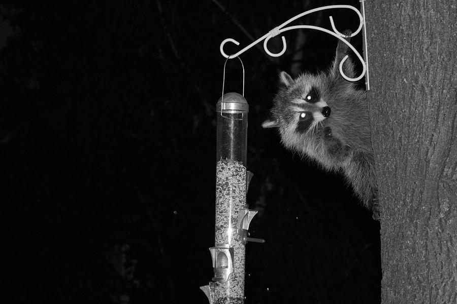 Night Robbery Photograph by Stuart Craft - Fine Art America