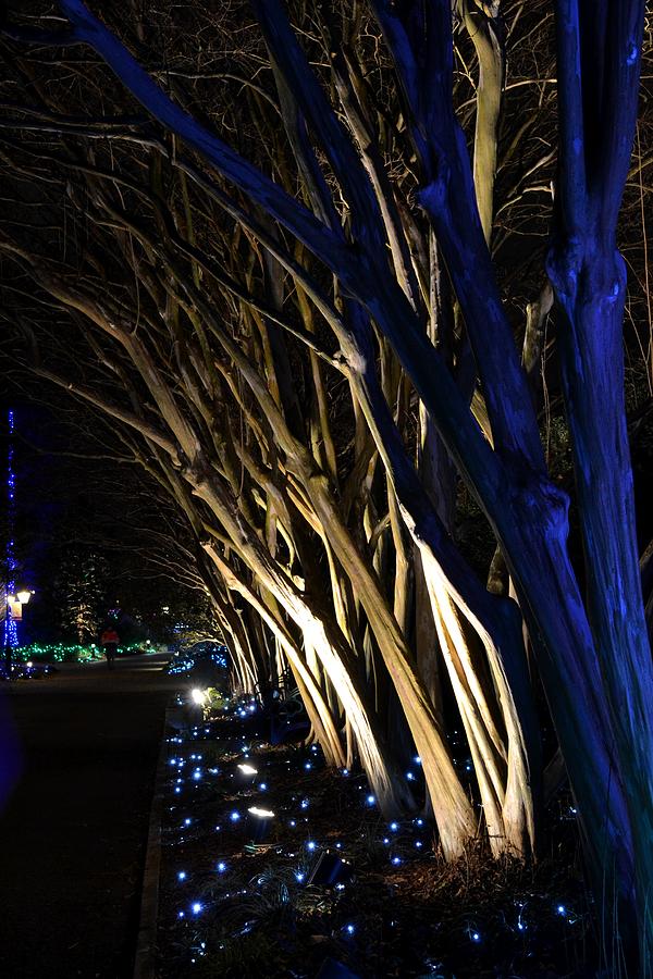 Night Trees Photograph by Roxanne Croft - Fine Art America