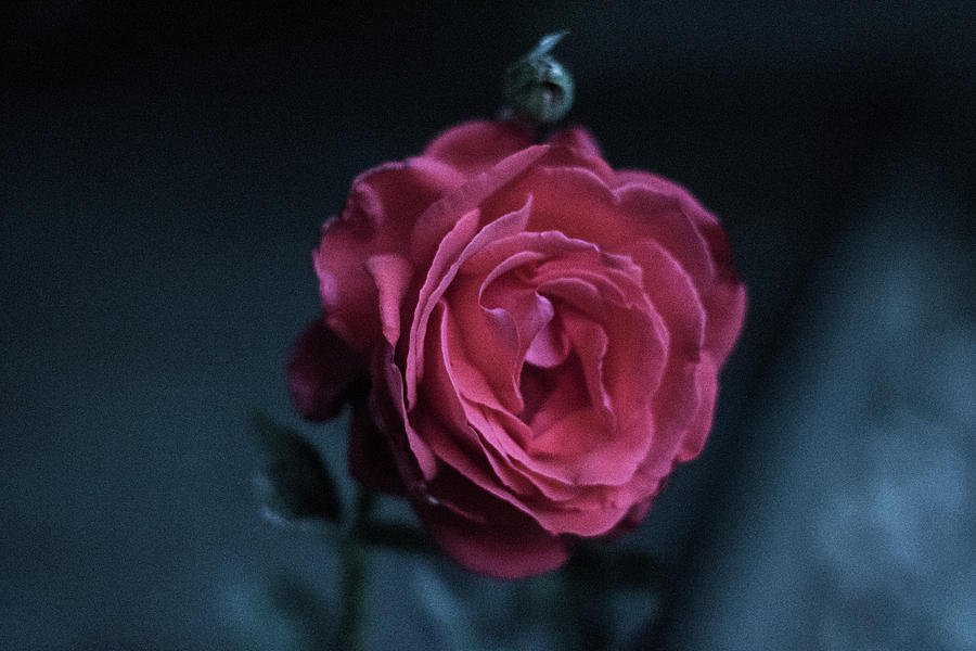 Nighttime Rose Photograph by Natalie Waters - Fine Art America