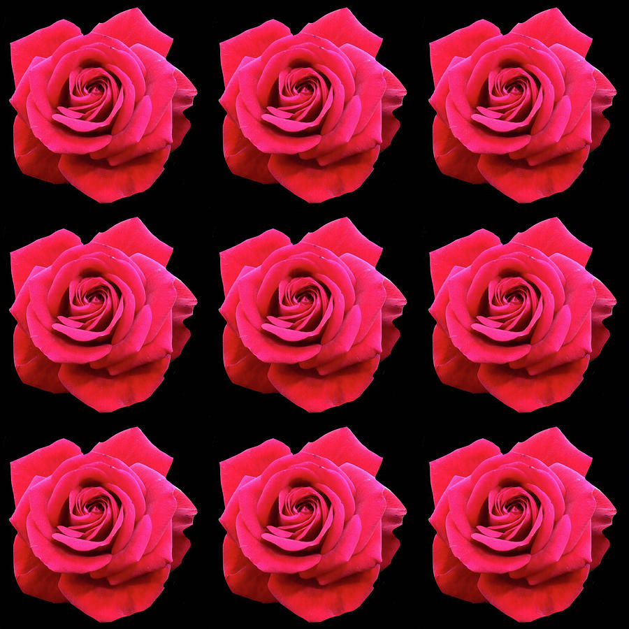 Nine Red Roses Photograph by Michael DeSiano - Fine Art America