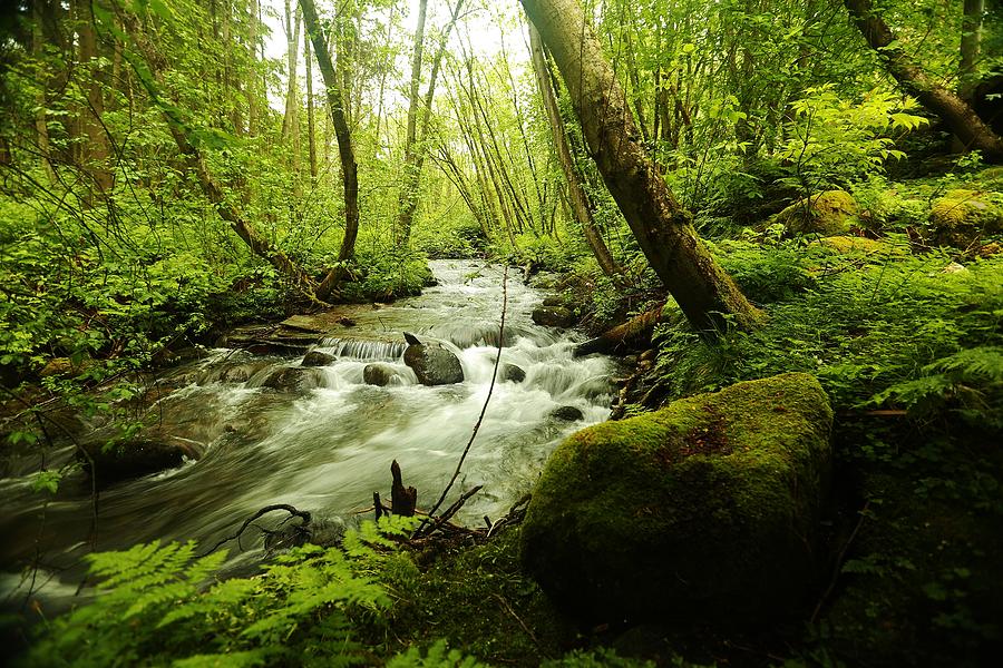Nordic Glacial Valley Forest Photograph by David Broome - Fine Art America