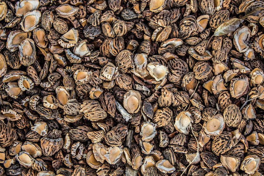 Nut Shells Photograph by City Meets Sea - Fine Art America