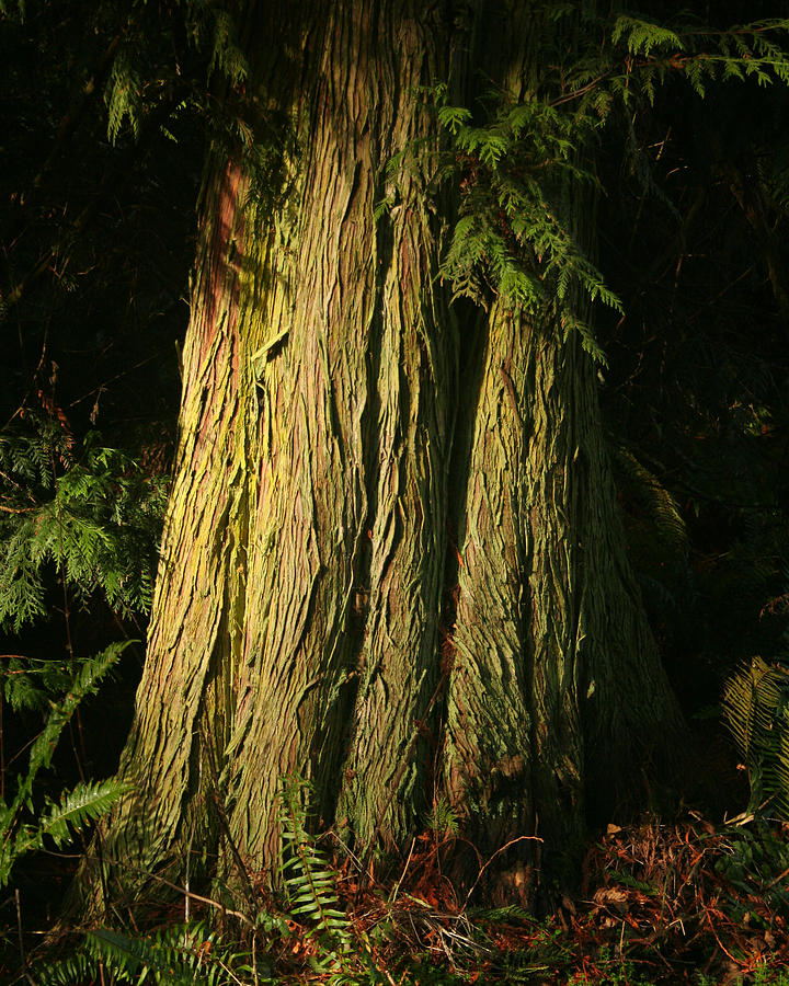 Old Cedar Photograph by Char Burrill - Fine Art America