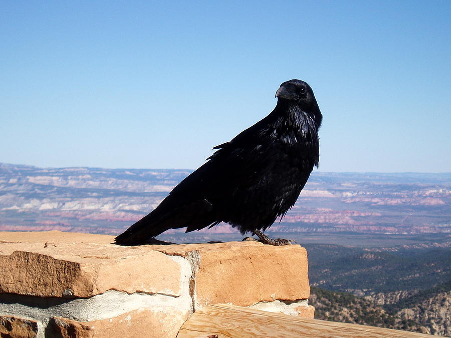Old Crow Photograph by Patrick Moore - Fine Art America