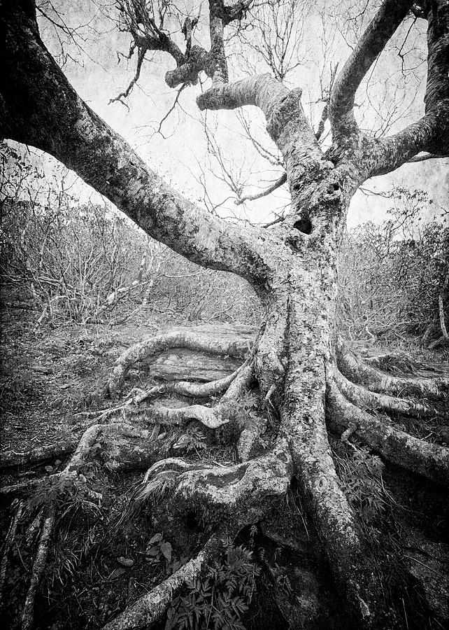 Old Grumpy Photograph by Don Beard | Fine Art America