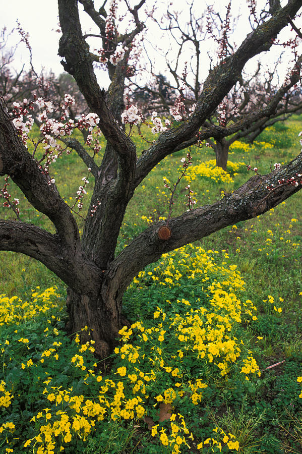 Old Orchard in Bloom Photograph by Kathy Yates - Fine Art America