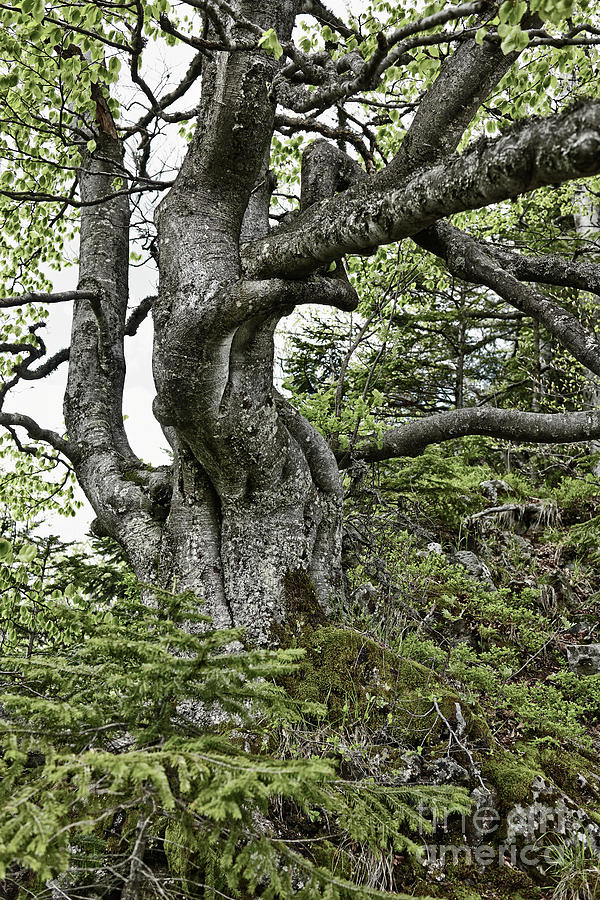 Old twisted tree Photograph by Ragnar Lothbrok - Fine Art America