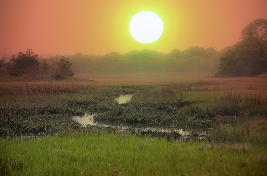 On Golden Swamp Sunrise Photograph by Bill Cannon - Fine Art America