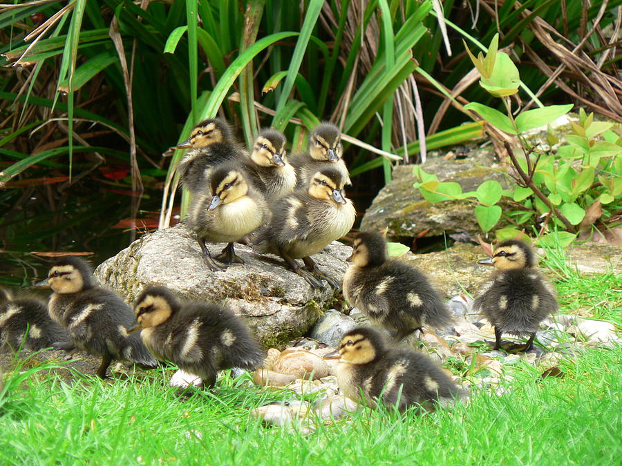 Ducks On The Rocks Photograph by Lynne Iddon - Fine Art America