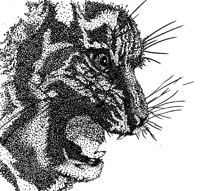 One eye Drawing by Jennifer Brewer - Fine Art America