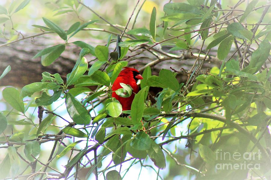 One Red Bird Photograph by Mesa Teresita - Pixels