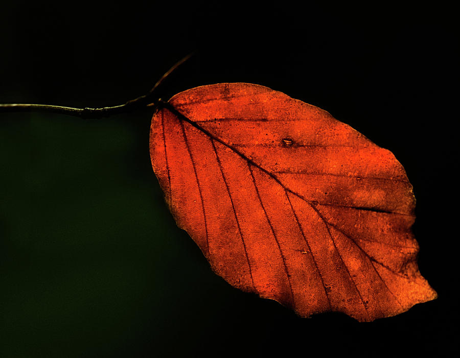 One Single Leaf Photograph by Christine Czernin Morzin - Fine Art America