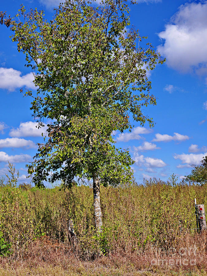One Tree Photograph by Gary Richards - Pixels