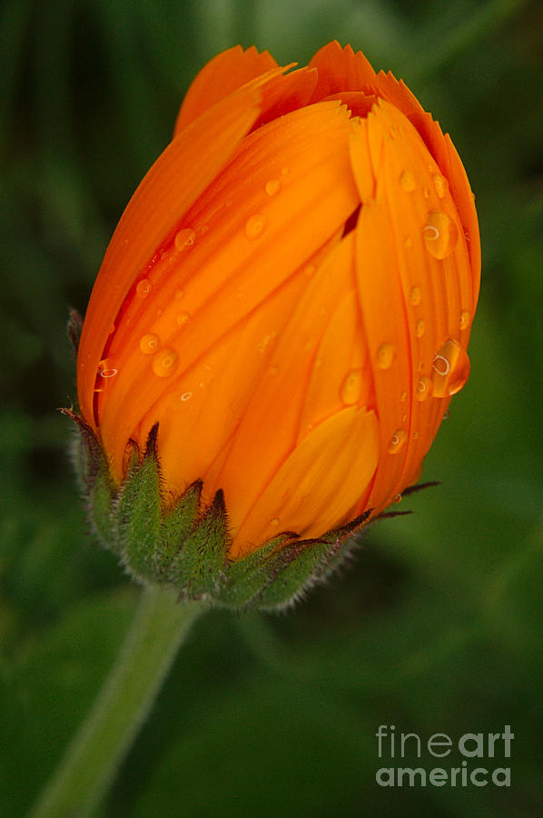Orange Daisy Photograph by MSVRVisual Rawshutterbug - Fine Art America