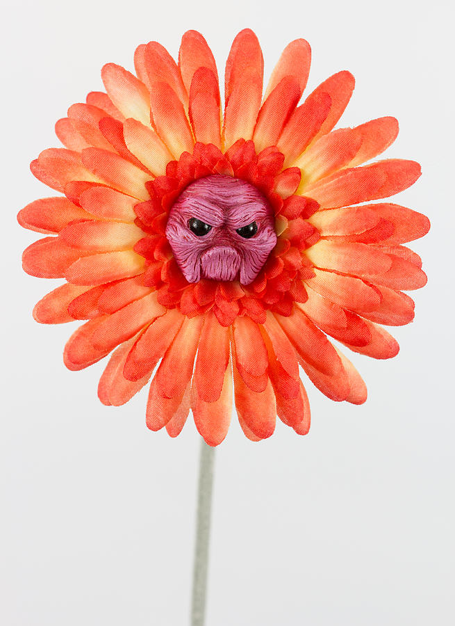 Orange grumpy flower Photograph by Michael Palmer - Fine Art America