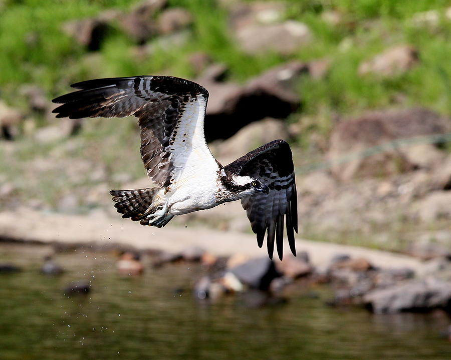 Osprey in flight Photograph by Henry Gray - Fine Art America