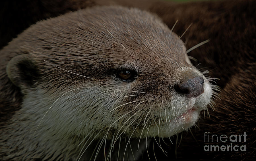 Otter Photograph by MSVRVisual Rawshutterbug - Fine Art America
