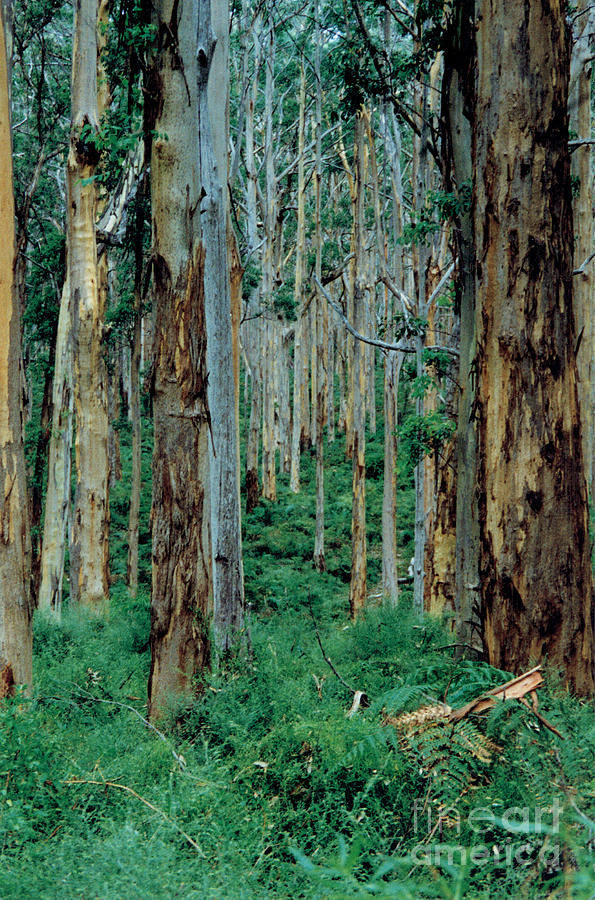 Out Bush Photograph by William Stone - Fine Art America