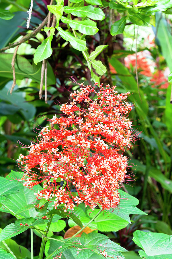 Pagoda flower in Hawaii Photograph by Joe Belanger - Pixels