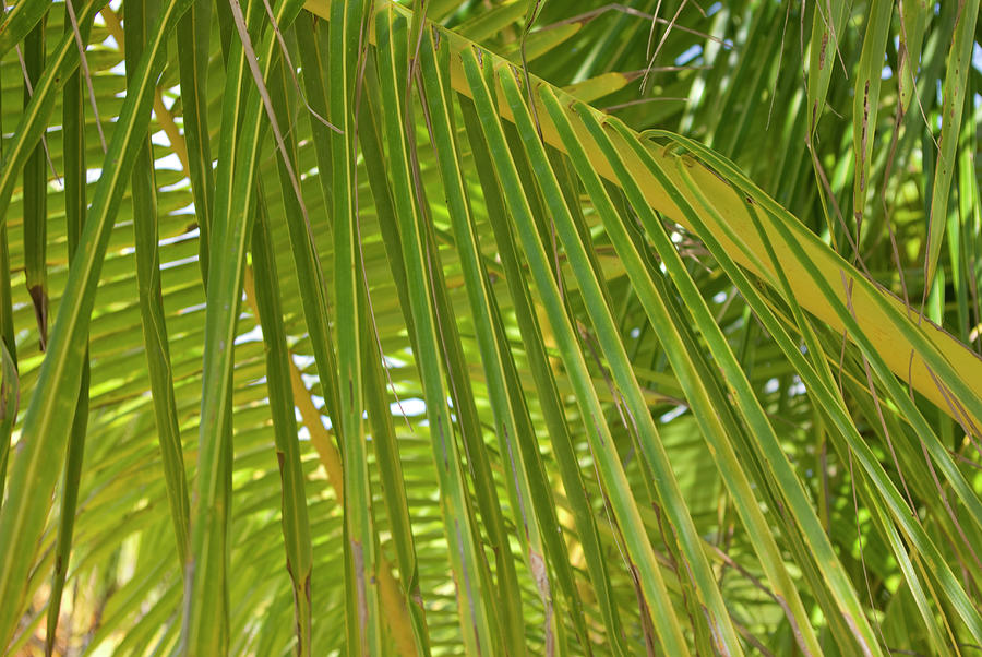 Palm Fronds Photograph by Andrew Taylor - Fine Art America