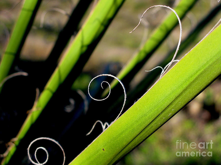 Palm Strings Photograph by PJ Cloud - Pixels