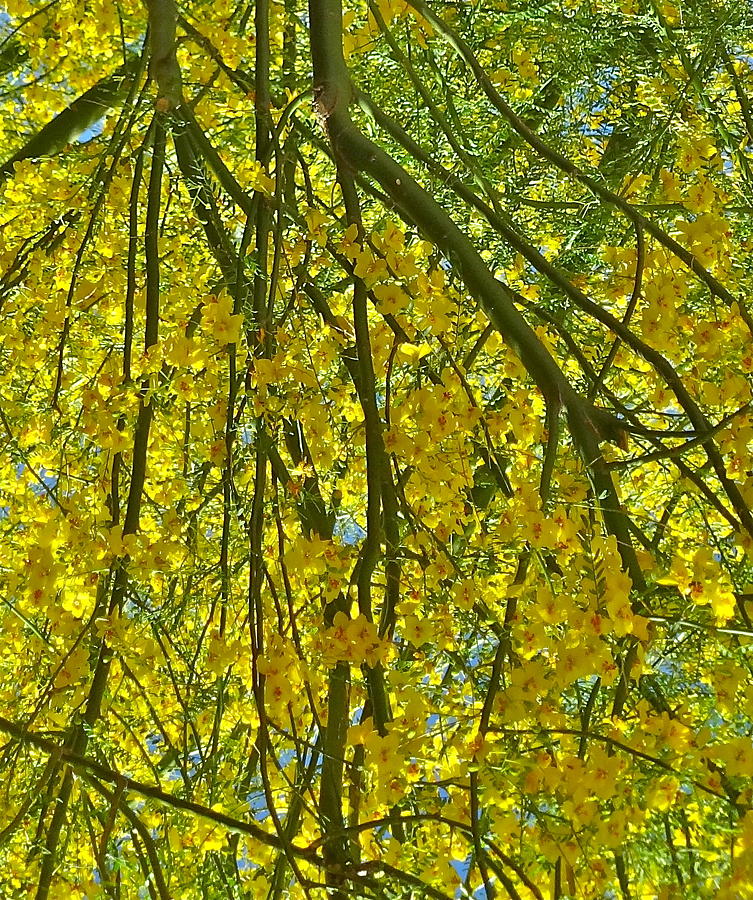 Palo Verde in Bloom Photograph by Bonnie See - Pixels