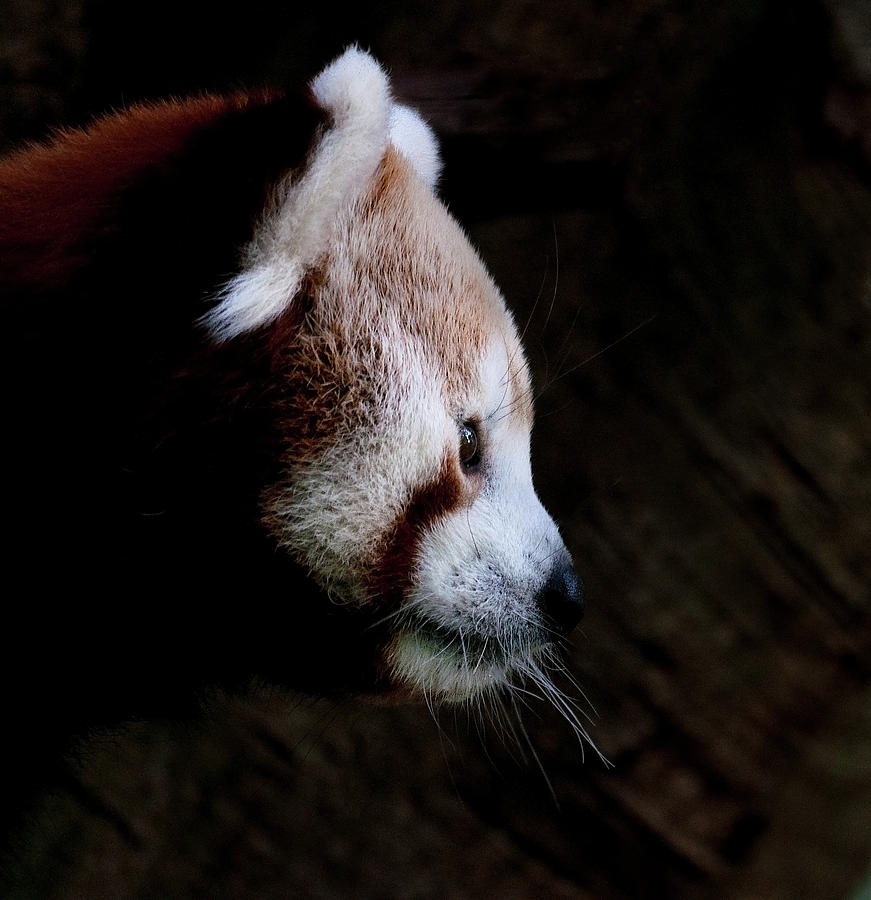 Panda Profile Photograph by Heather Thorning - Fine Art America