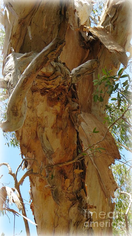 Paperbark Tree Photograph by Evie Hanlon - Fine Art America