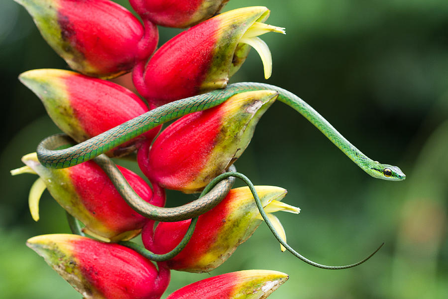 Parrot Snake Photograph by Kim Gates