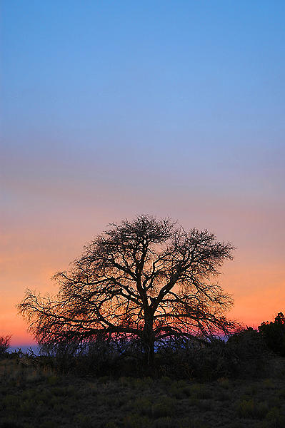 Pastel Tree Photograph by Burt Plotkin - Pixels