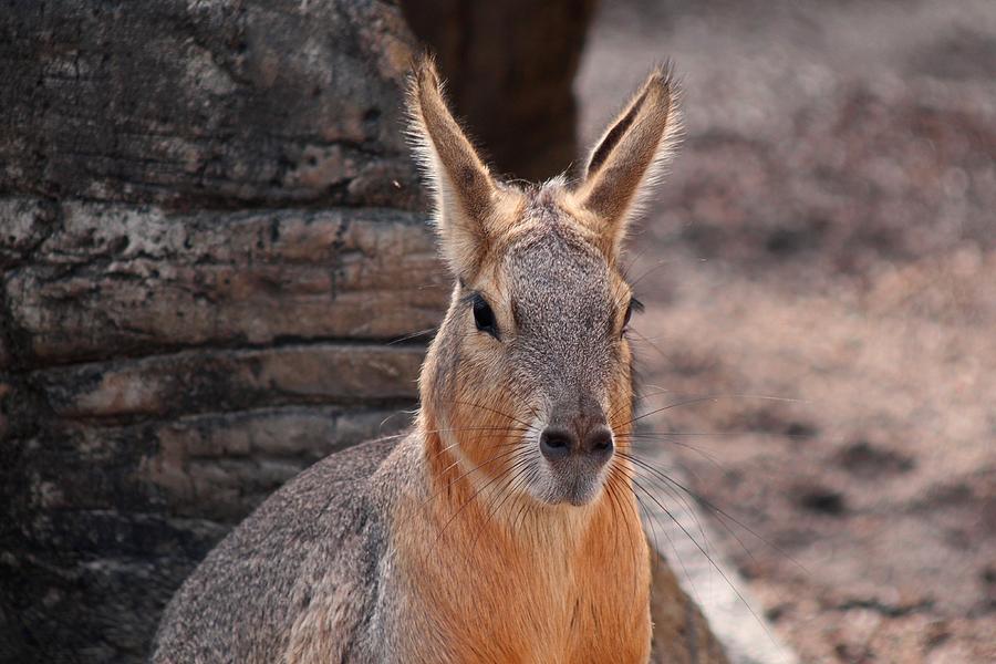 Patagonian Cavy Photograph by Michiale Schneider - Fine Art America