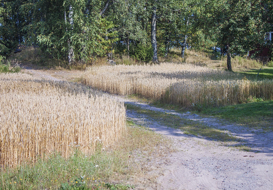 Path between wheat fields Photograph by D R - Fine Art America