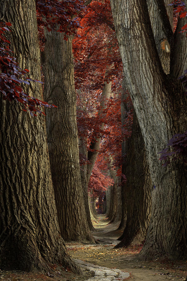 Path of the snake Photograph by Martin Podt - Pixels