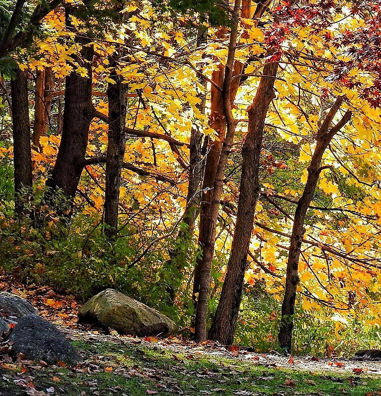 Peaceful trees Photograph by Renee Longo - Fine Art America