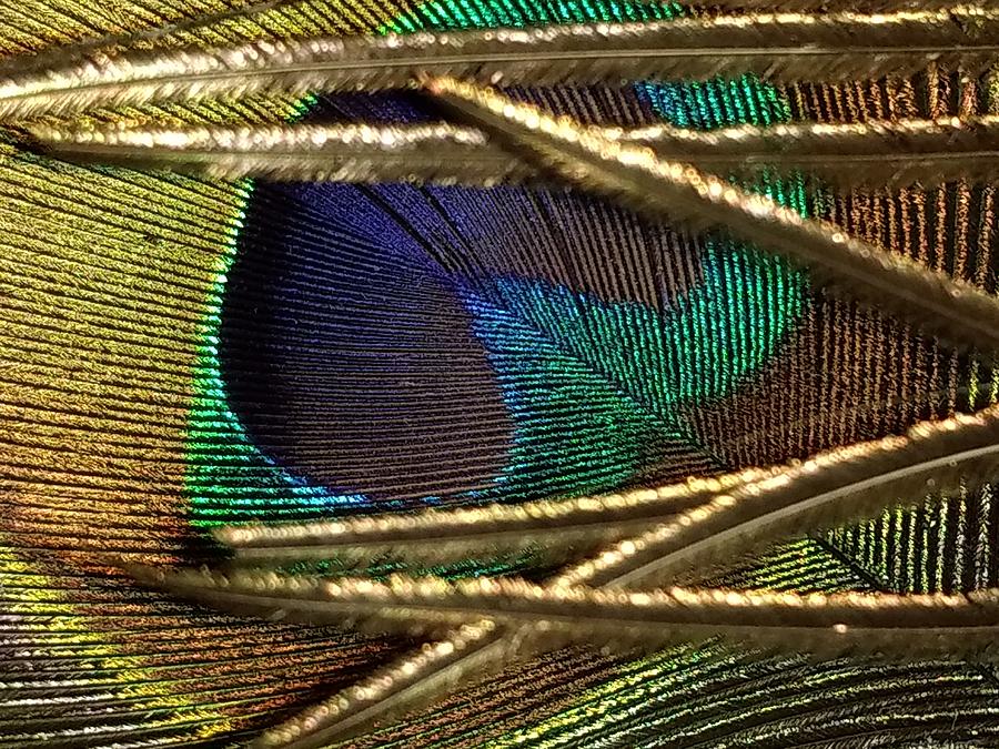Peacock Feathers Abstract Photograph by Muri McCage - Fine Art America