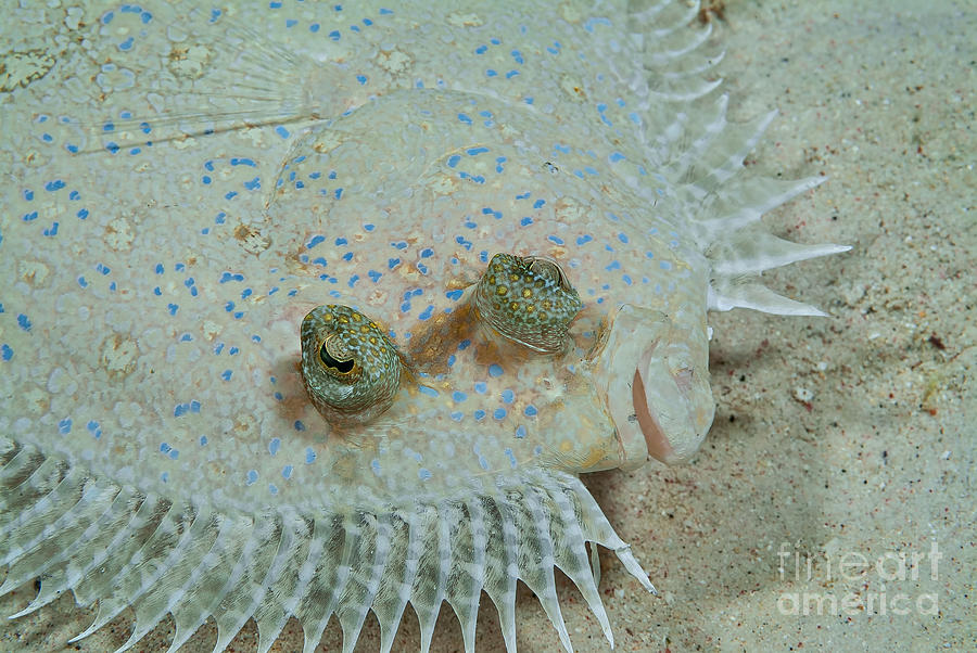 Peacock Flounder Photograph By Dianne Phelps