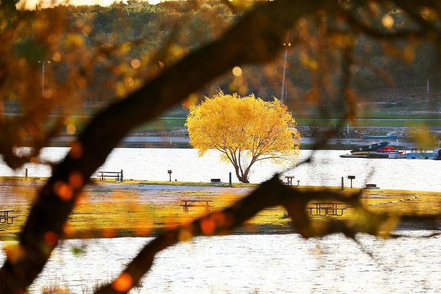PeAk a BoO tree Photograph by Jeff Downs - Fine Art America