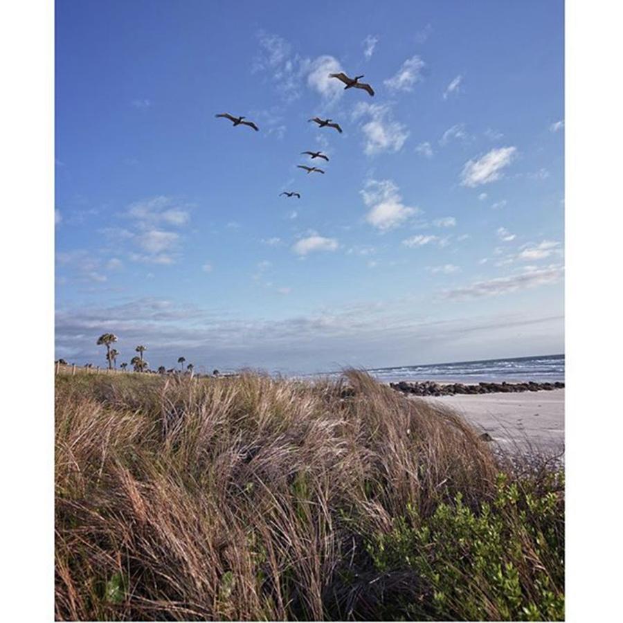 Pelicans Over The Beach Photograph By Marvin Reinhart Fine Art America