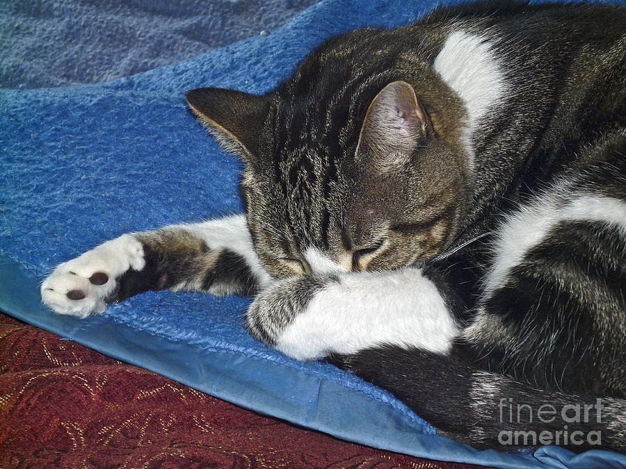 Pep026 Photograph by Howard Stapleton - Pixels