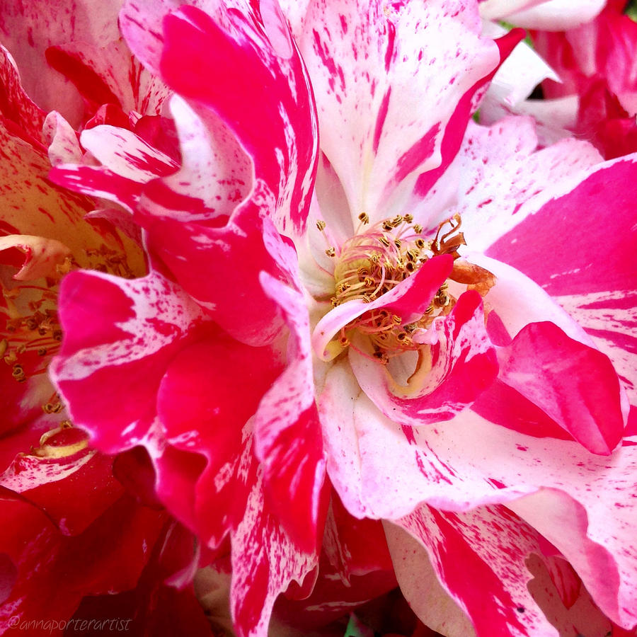 Peppermint Rose Swirls Photograph by Anna Porter - Fine Art America