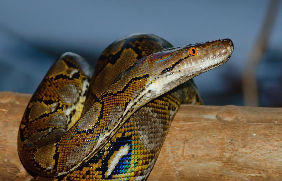 Phyton Photograph by Robert Cinega - Fine Art America