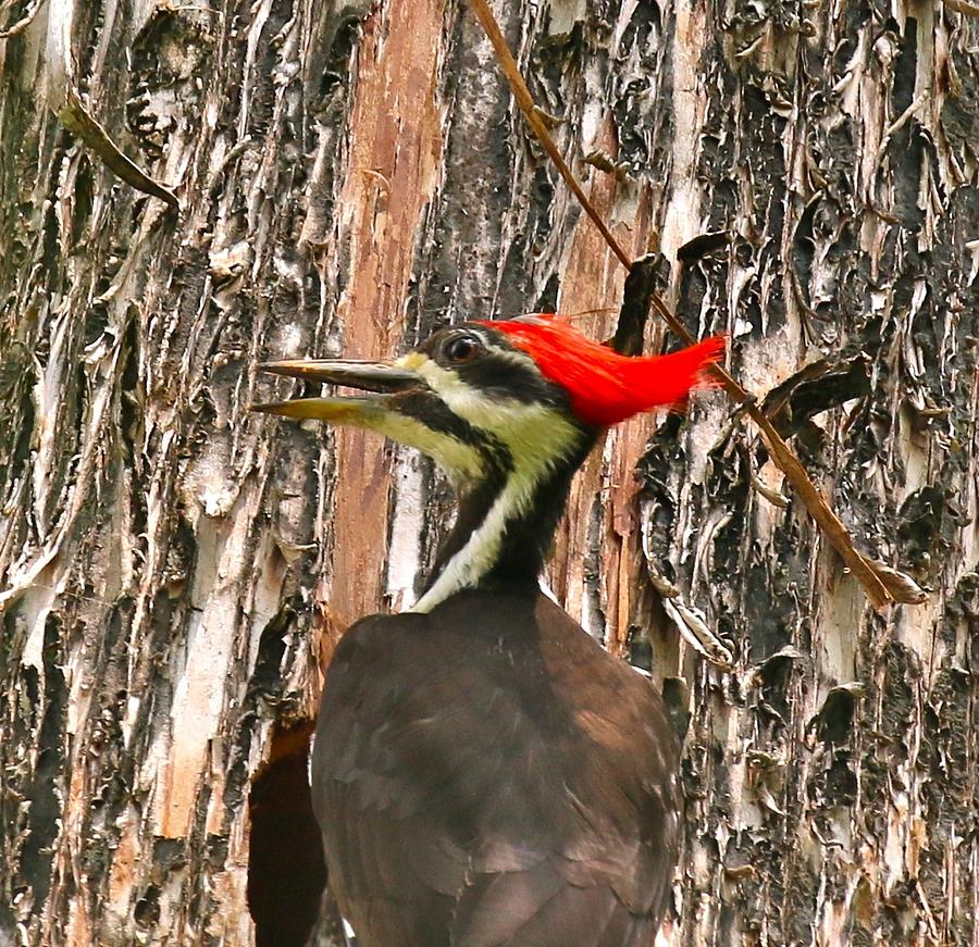 Pileated Woodpecker #2 Photograph by Robert Mellor - Pixels