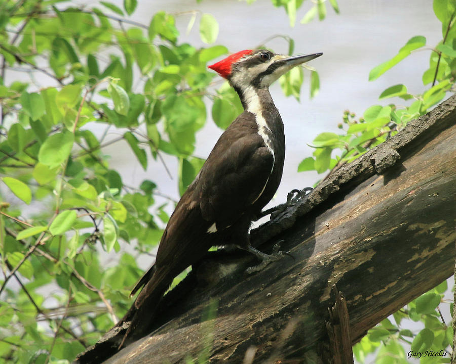 Pileated Woodpecker Photograph by Gary Nicolas - Fine Art America