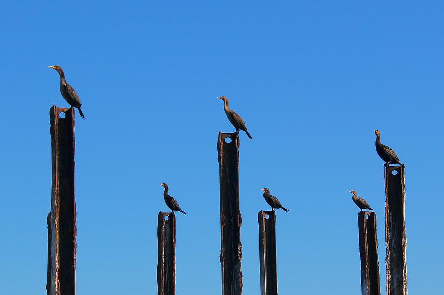 Piling On Photograph by Alan Buck - Fine Art America